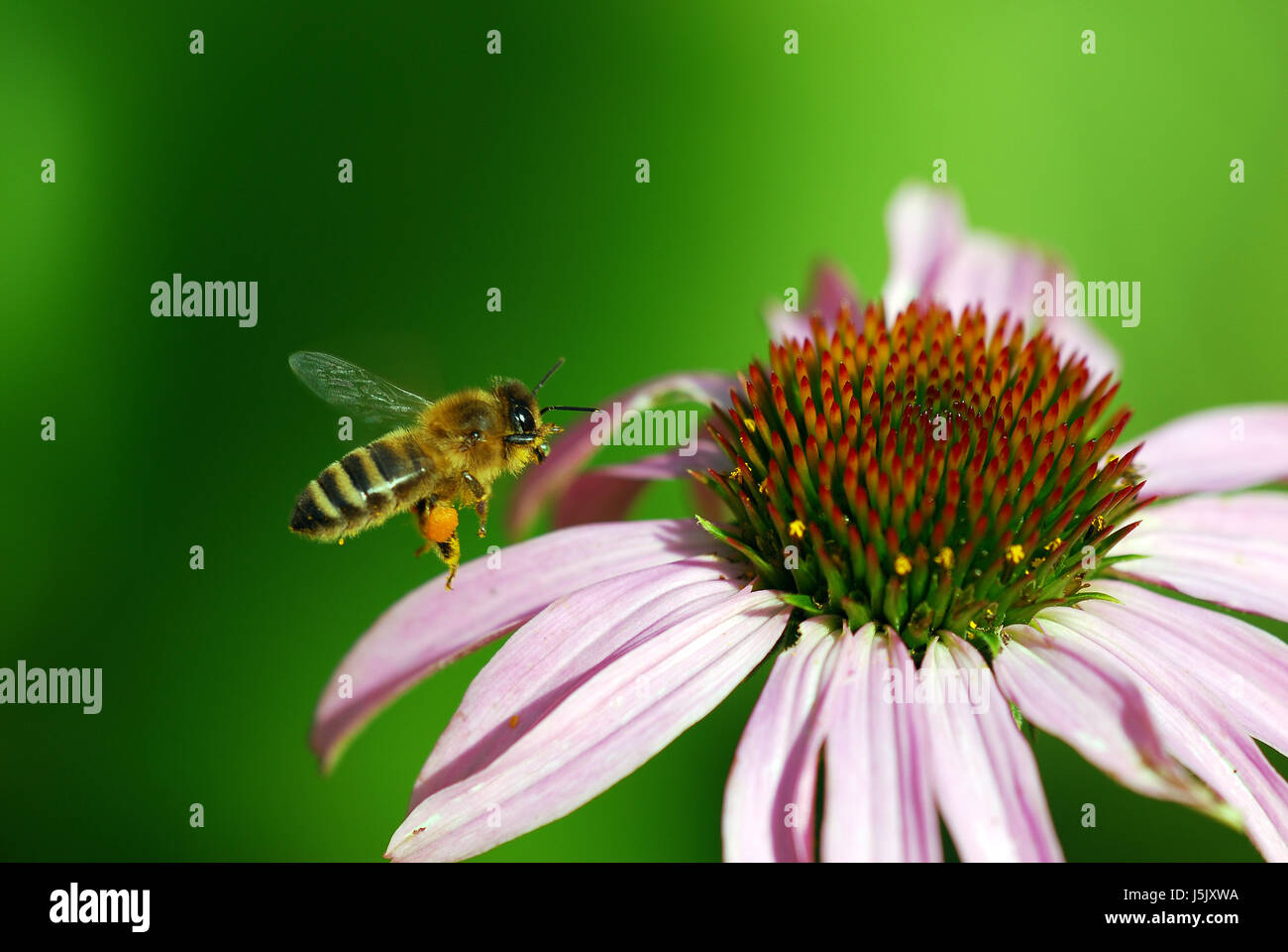 flight insect flower plant insects green bloom blossom flourish ...