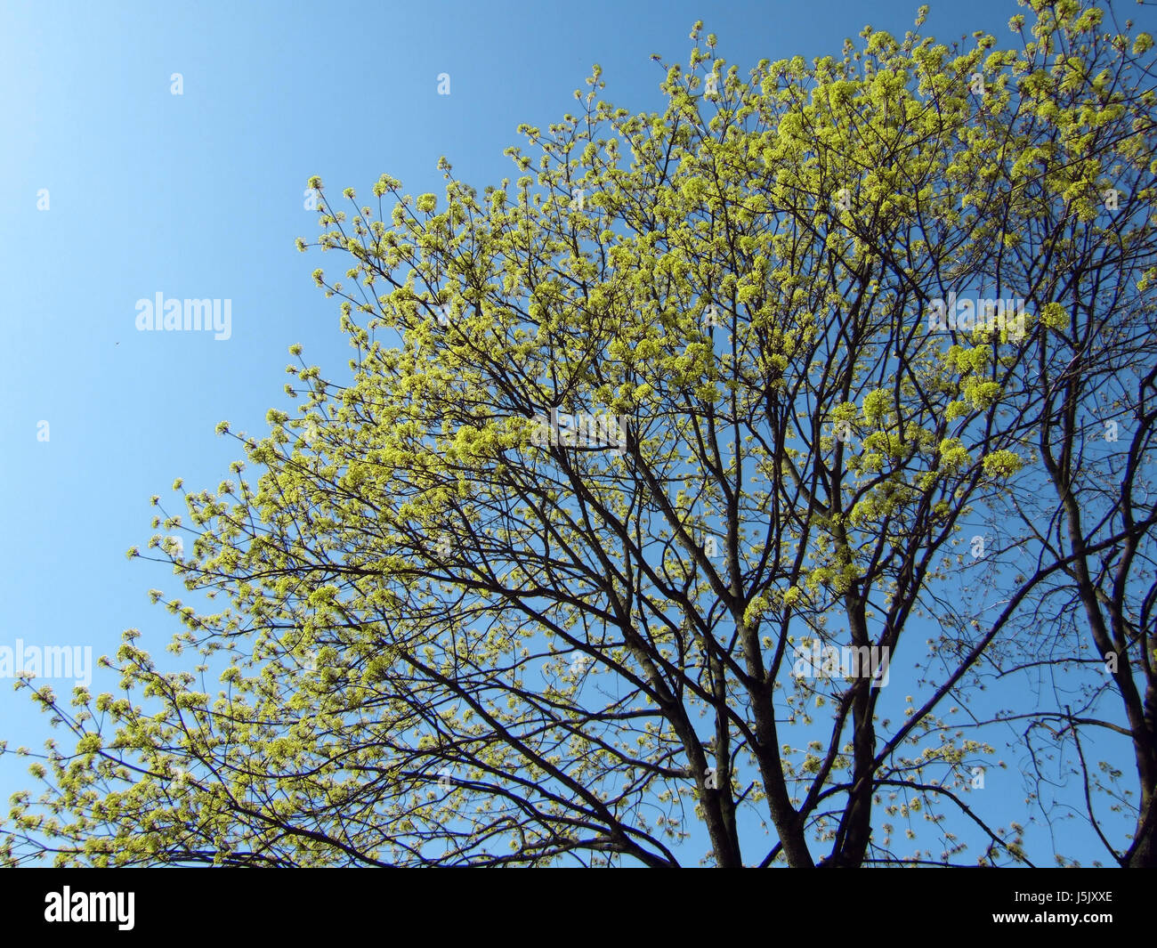 blue tree green bloom blossom flourish flourishing shine shines bright ...