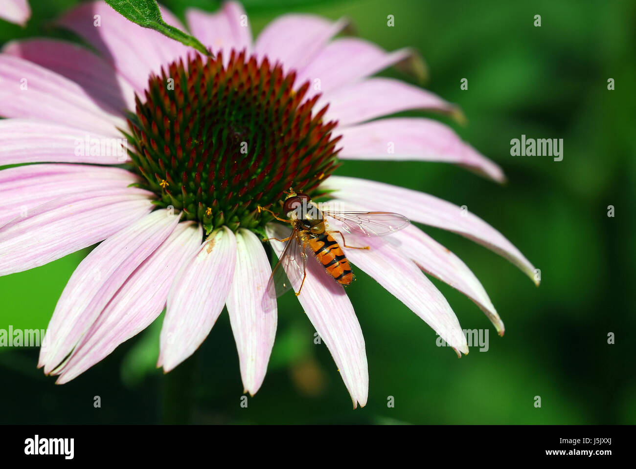 insect flower plant insects bloom blossom flourish flourishing fly ...