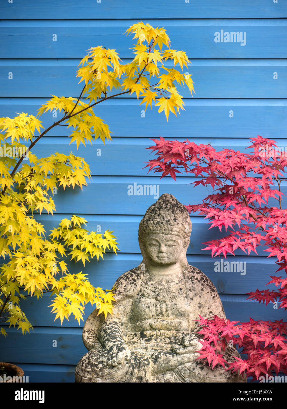 Japanese maples hi-res stock photography and images - Alamy