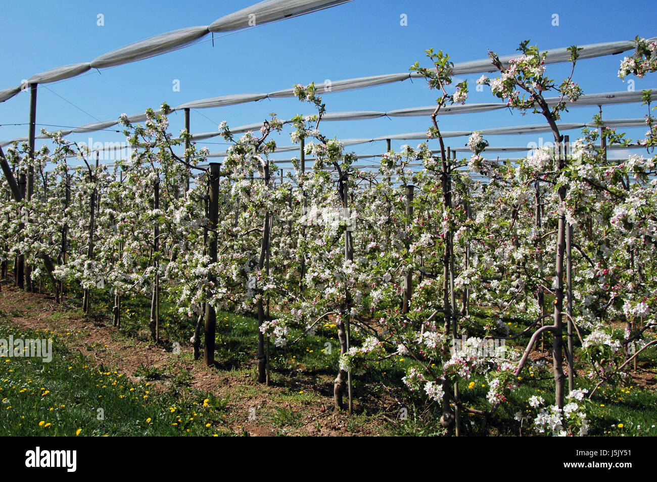 tree trees plant leaves agriculture farming flora blossoms coloured ...