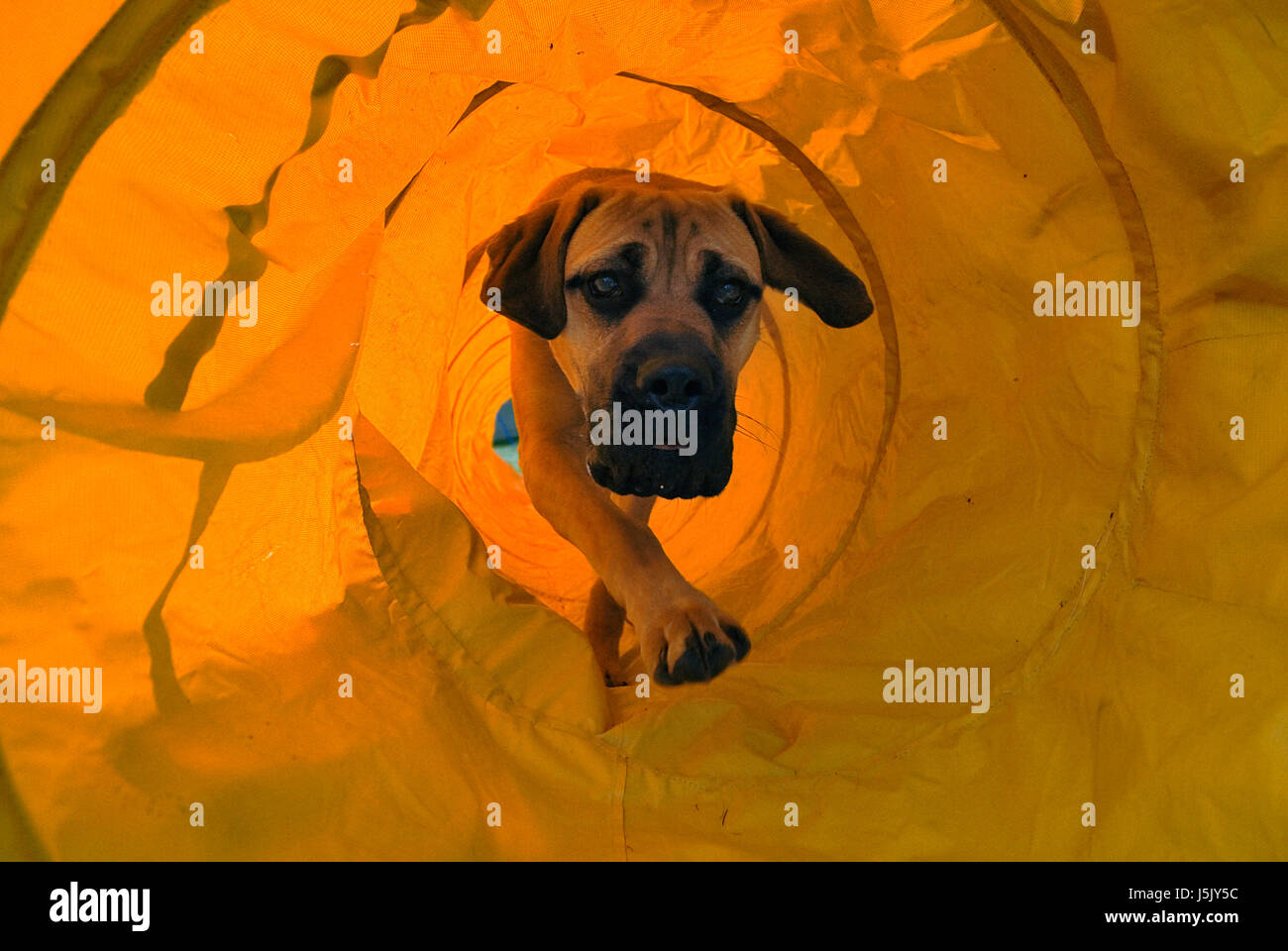 animal pet eyes look glancing see view looking peeking looking at dog ...