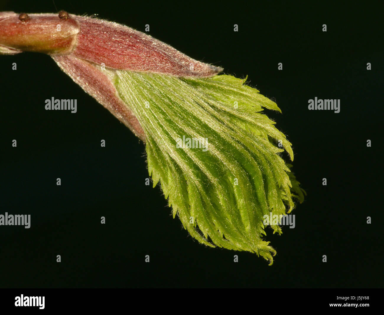 leaf tree garden leaves botany hobby spring shrub exotic maple lice ...