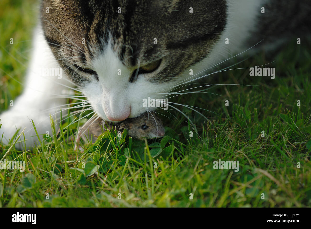 cat and mouse Stock Photo - Alamy