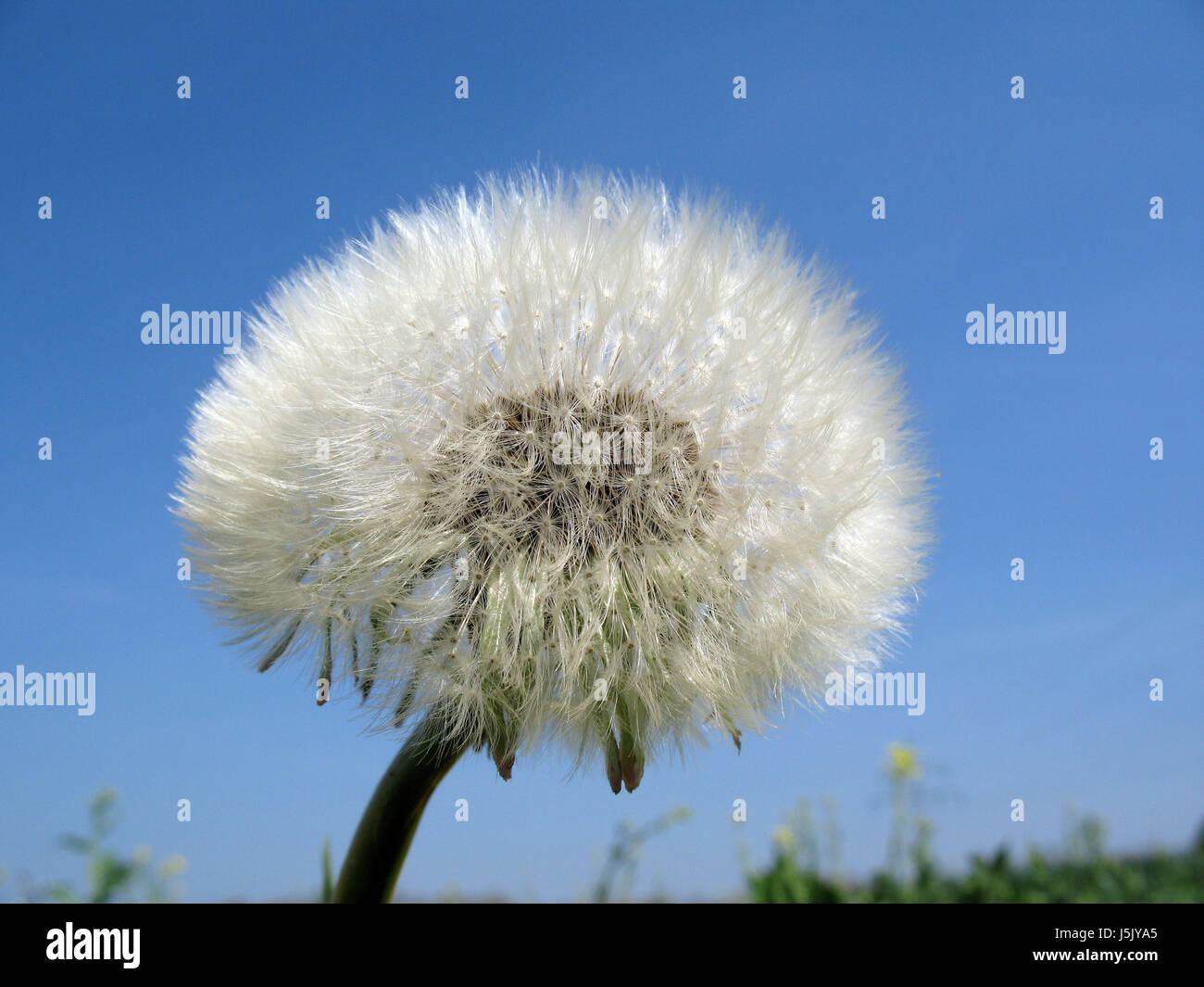 Mayflower Plant Blue