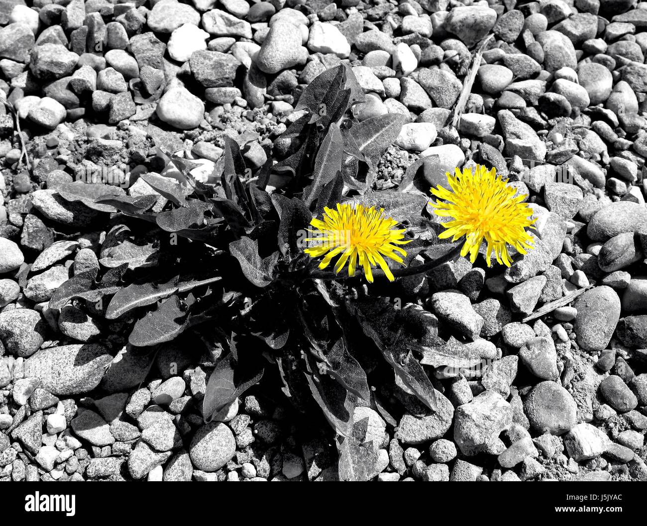 Mayflower Flower Yellow