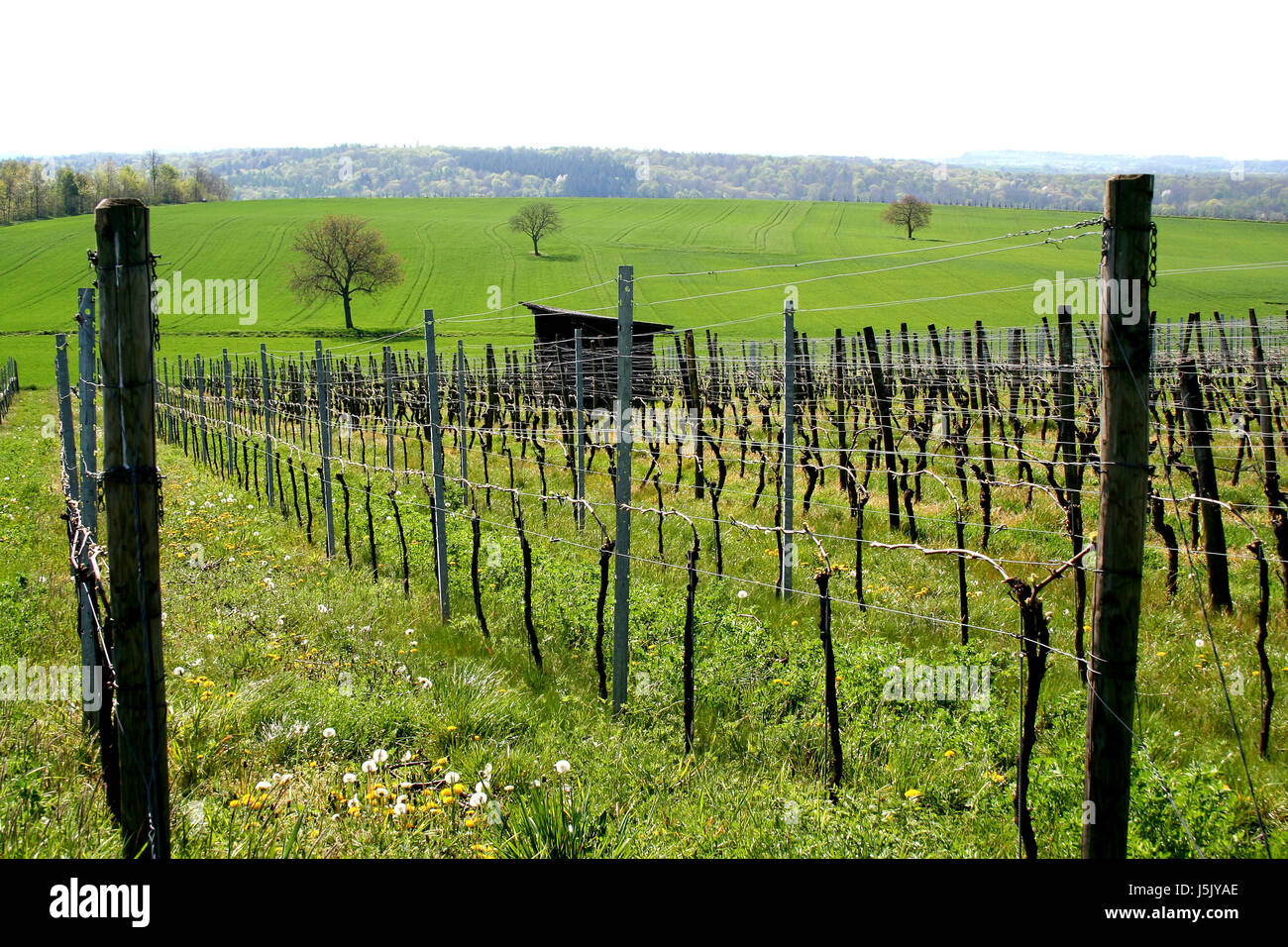 bucolic tree trees horizon green agriculture farming field cultivation ...