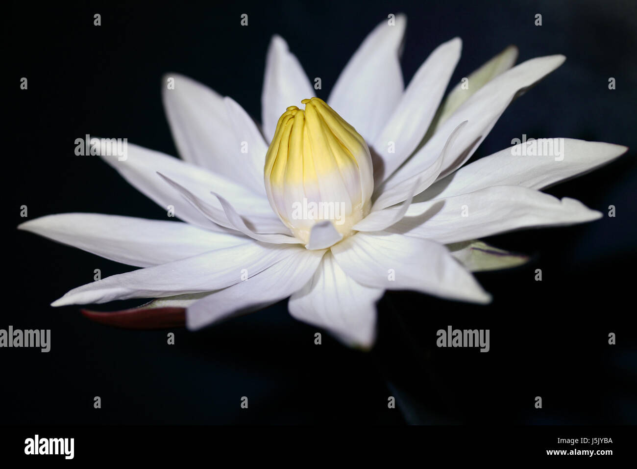 tiger lotus (nymphaea lotus Stock Photo - Alamy