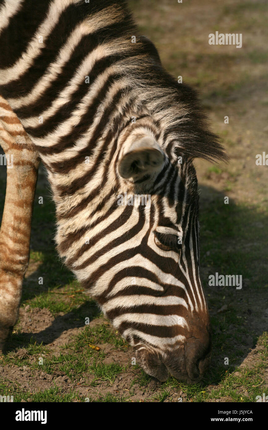 animal mammal africa animals striated zebra mammals zebras horse foal ...