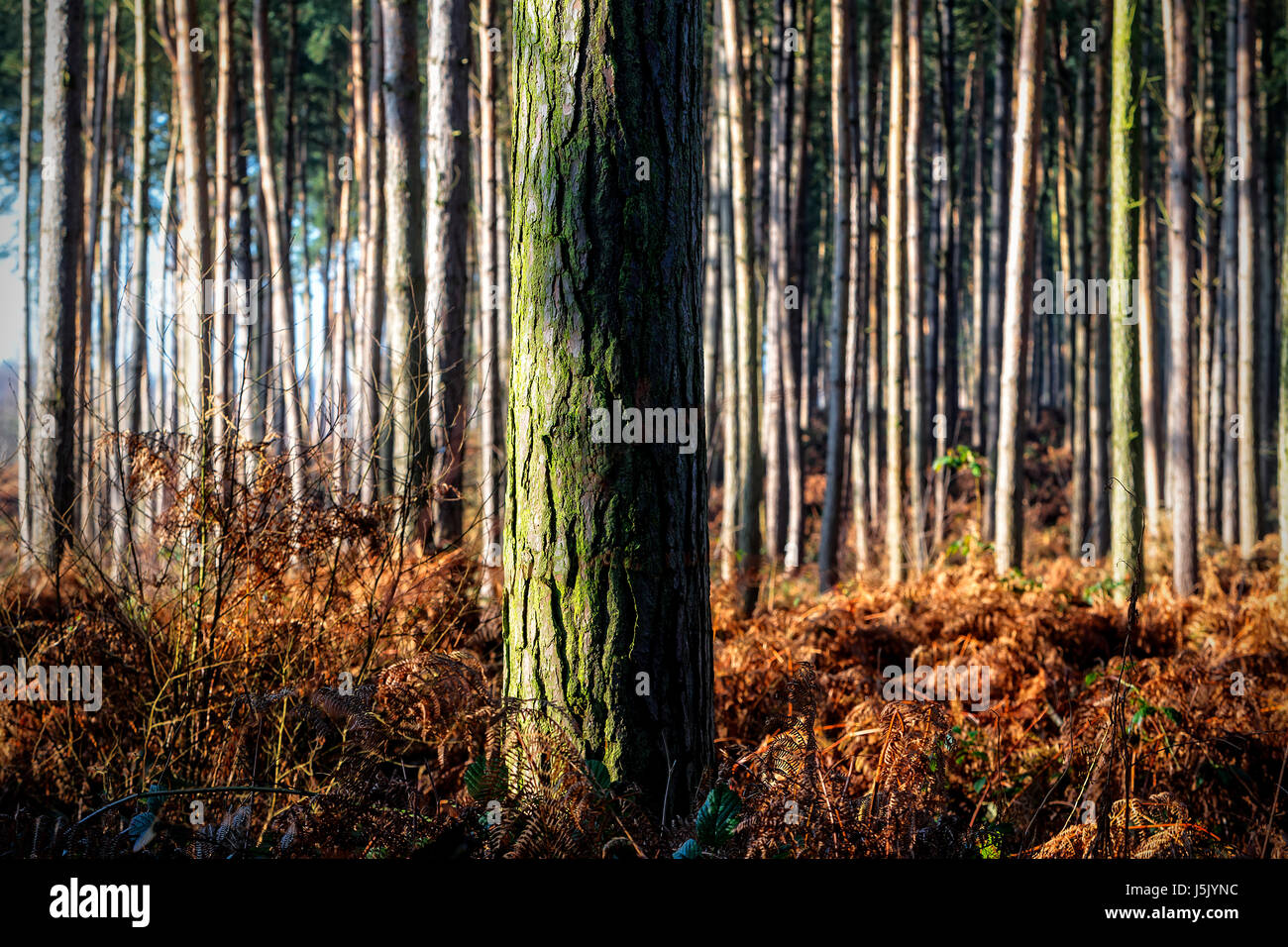 Close up of a side-lit tree trunk with a forest of tree trunks in the ...
