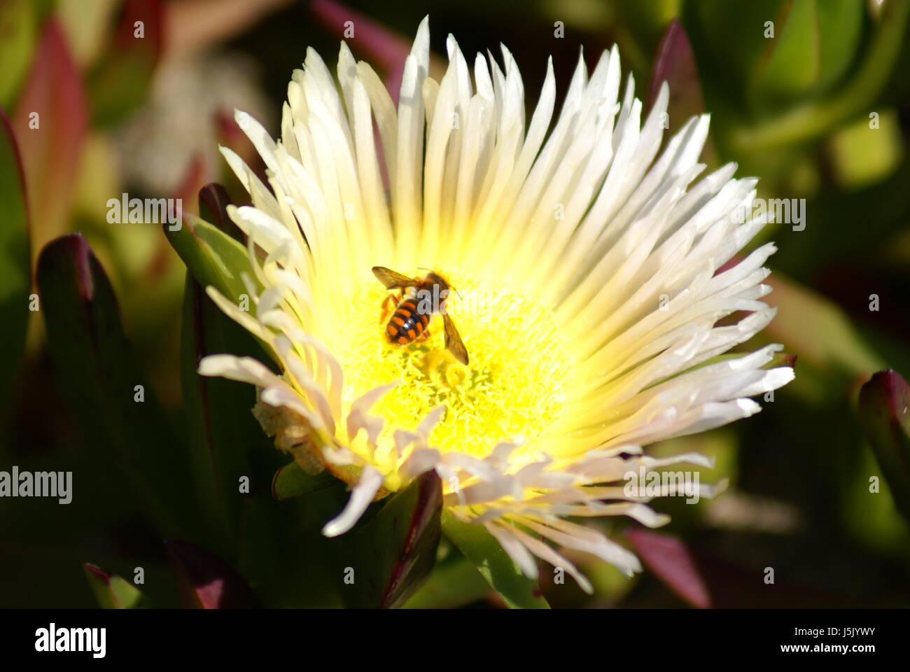insect flower plant bloom blossom flourish flourishing compositae shine ...
