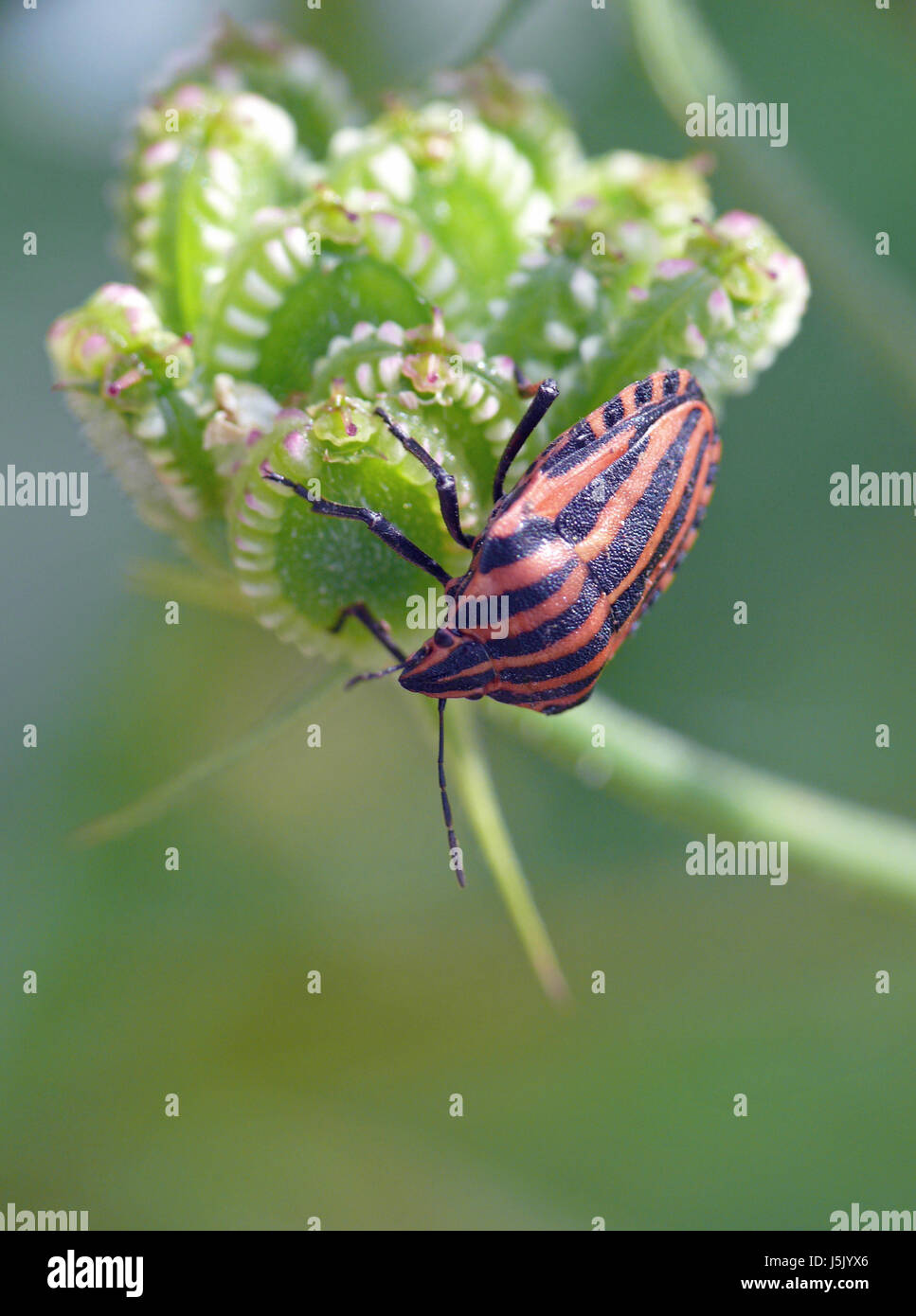 Pentatomidae insect hi-res stock photography and images - Alamy