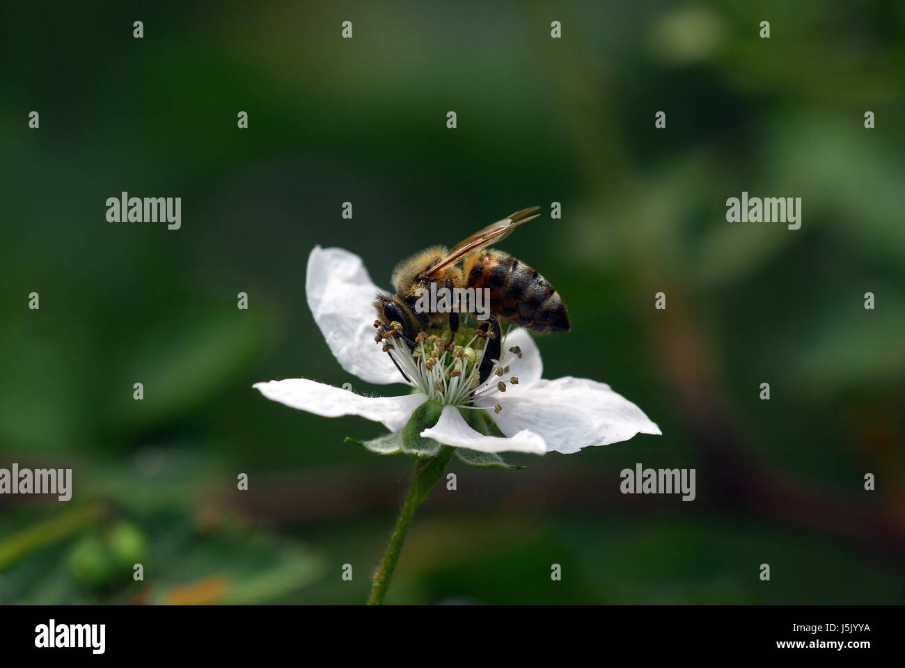 insect flower plant insects green bloom blossom flourish flourishing ...