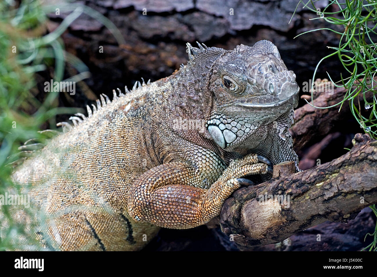 animal green saurian primitive times tongue face eye organ hovel armour ...