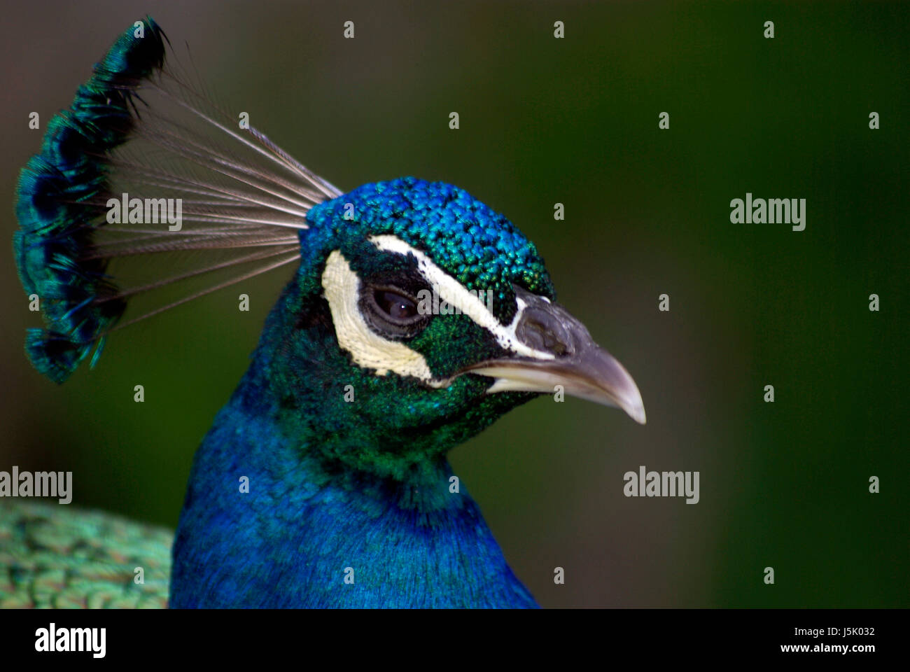 blue beak peacock male iridescent vain bored beaks skeptical head cock ...
