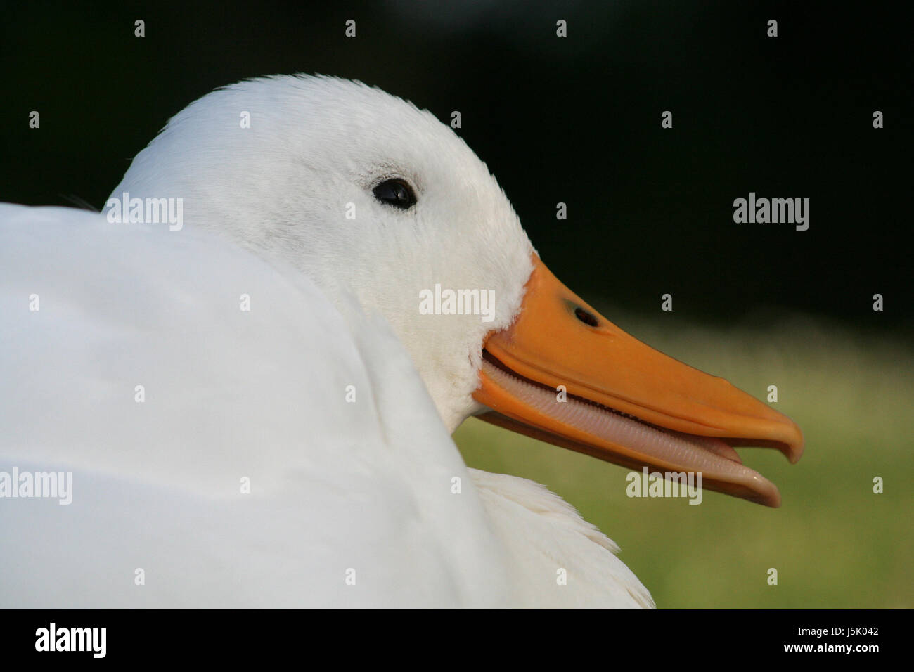 Schelmig hi-res stock photography and images - Alamy