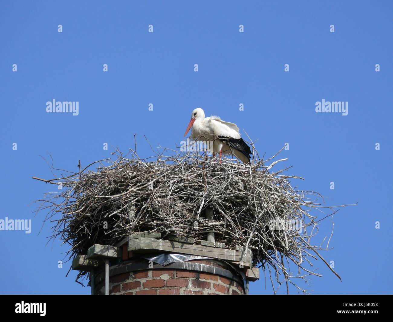 blue birth childbirth parturition delivery bird birds blank european ...