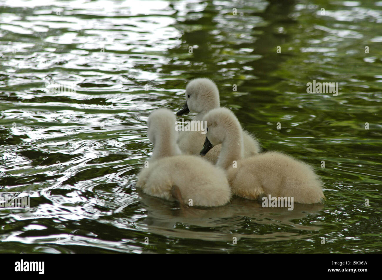 waters bird swans swan birds soft beak breeding offspring feathering ...