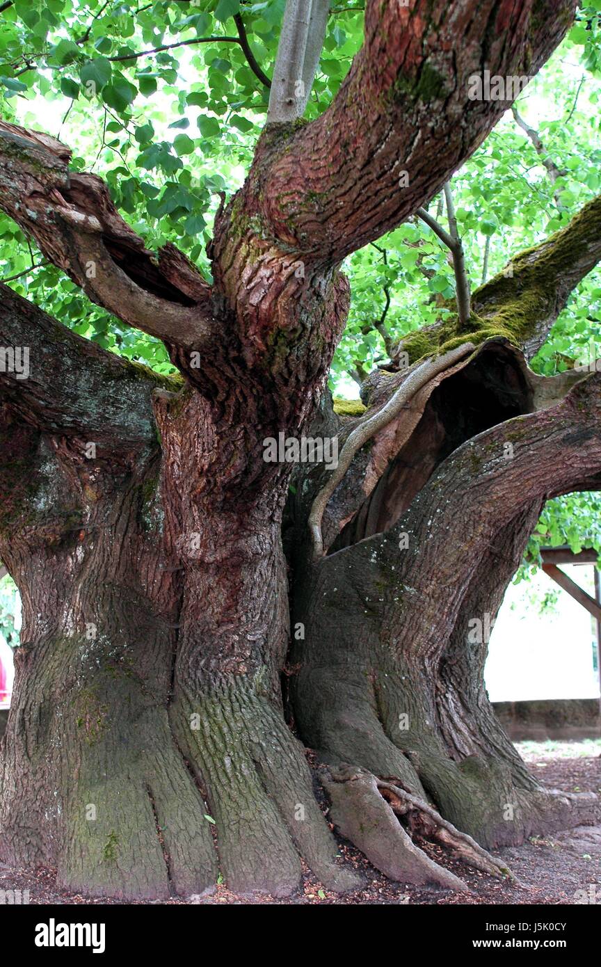 historical monument tree deciduous tree branches branch natural ...