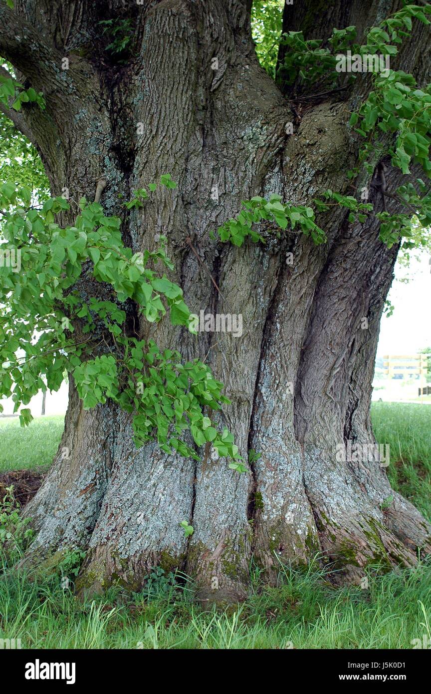 historical monument tree trunk deciduous tree natural monument lime ...