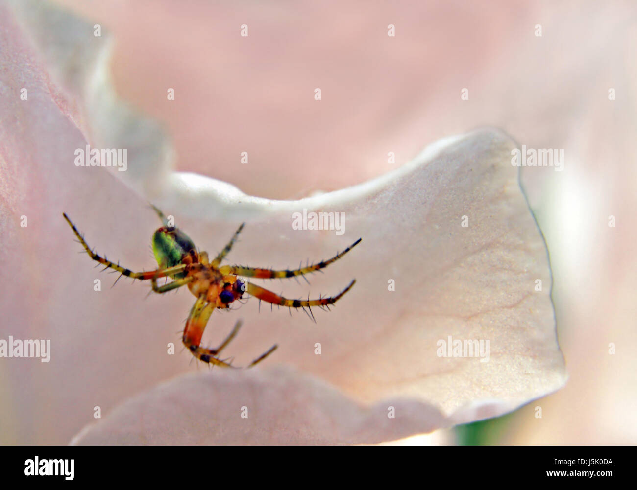 legs macro close-up macro admission close up view garden insect hunter ...