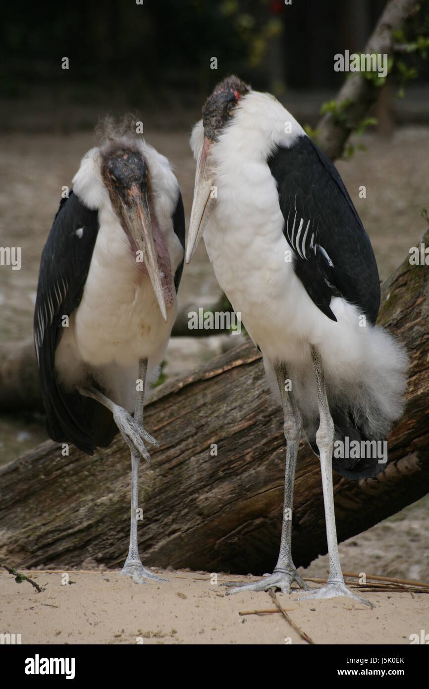 bird birds feathers beak scavenger exotic feathering striking beaks ...
