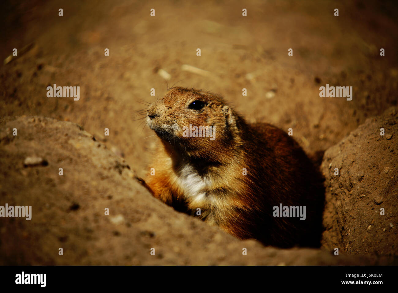 mammal wild eyes rodent look glancing see view looking peeking looking ...