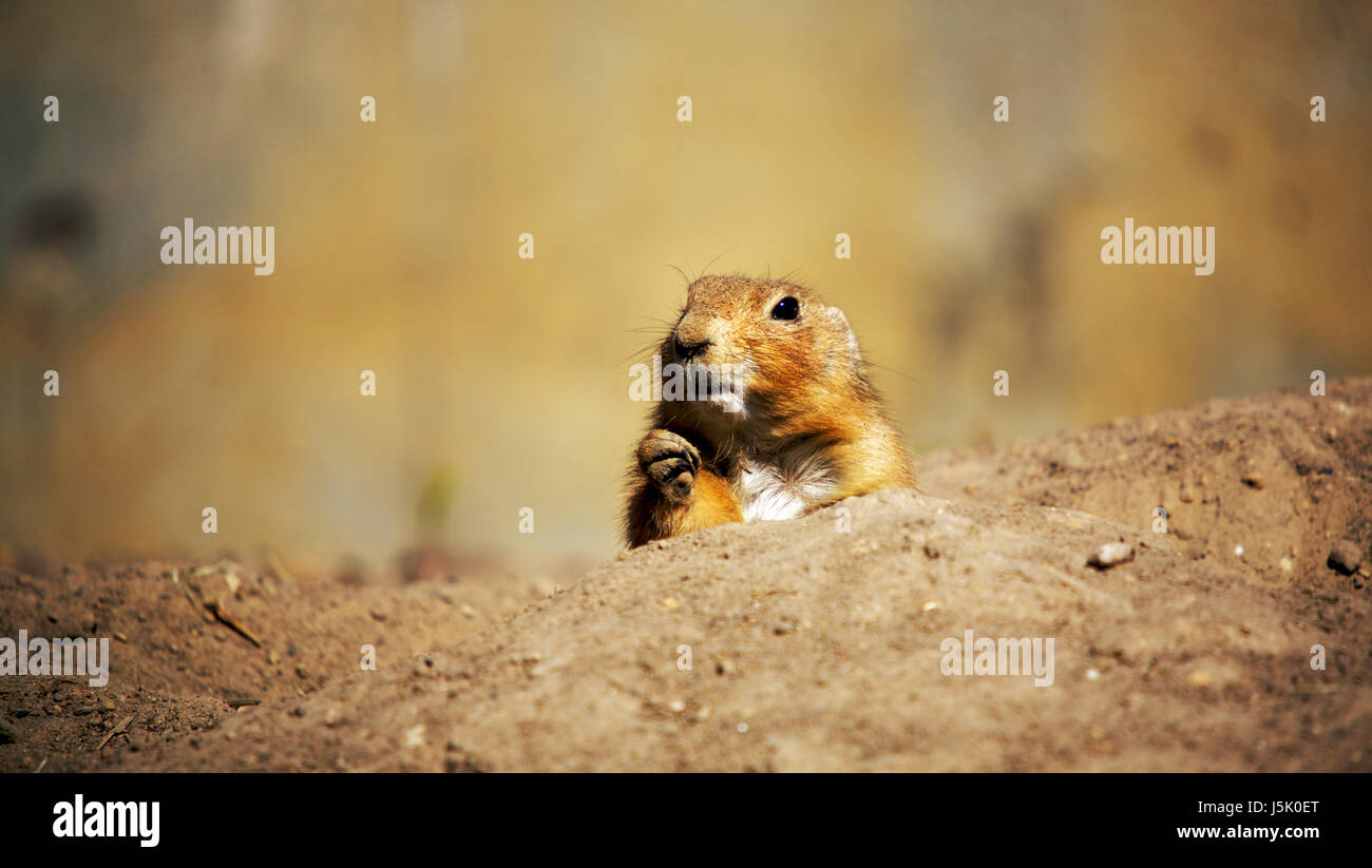 mammal wild eyes rodent look glancing see view looking peeking looking ...