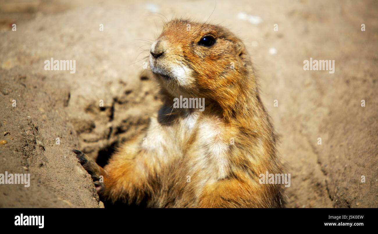 mammal wild eyes rodent look glancing see view looking peeking looking ...