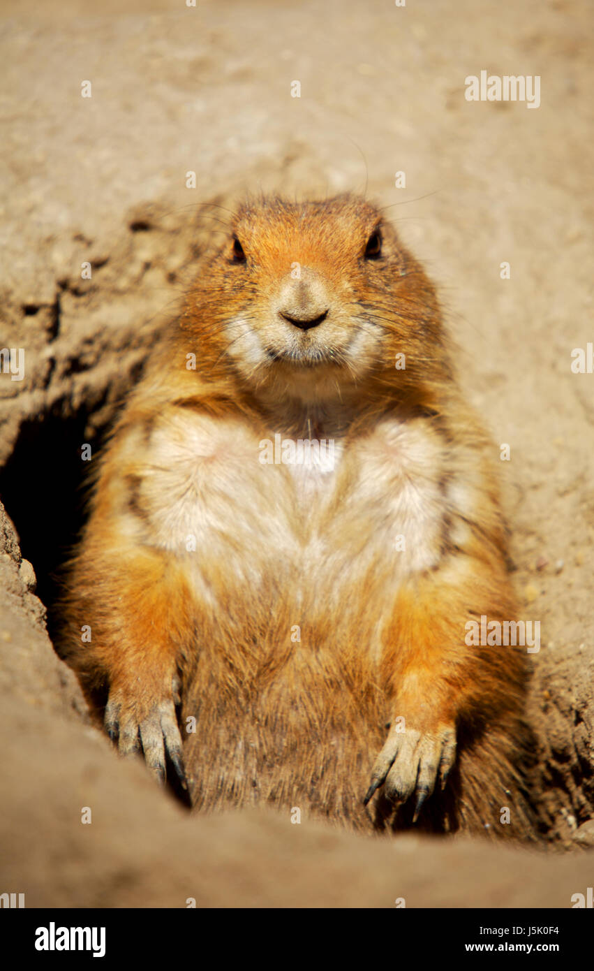 mammal wild eyes rodent look glancing see view looking peeking looking ...