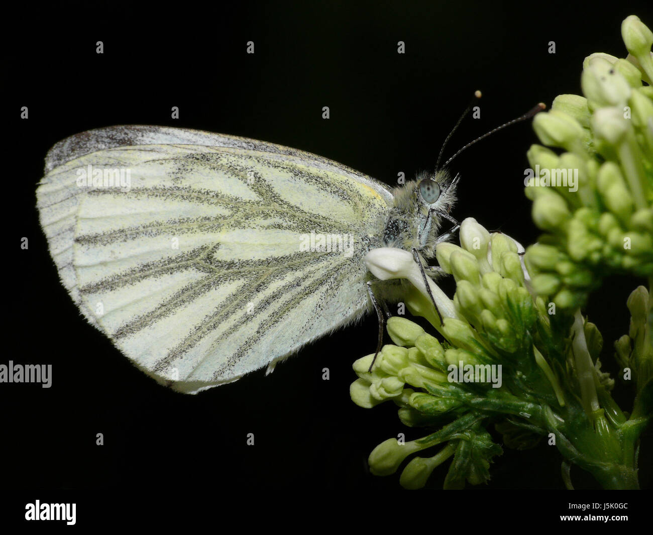 legs macro close-up macro admission close up view garden animal insect ...