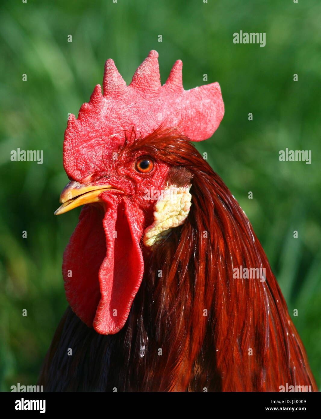 animal bird birds yard beak poultry farm chicken comb hen beaks ...