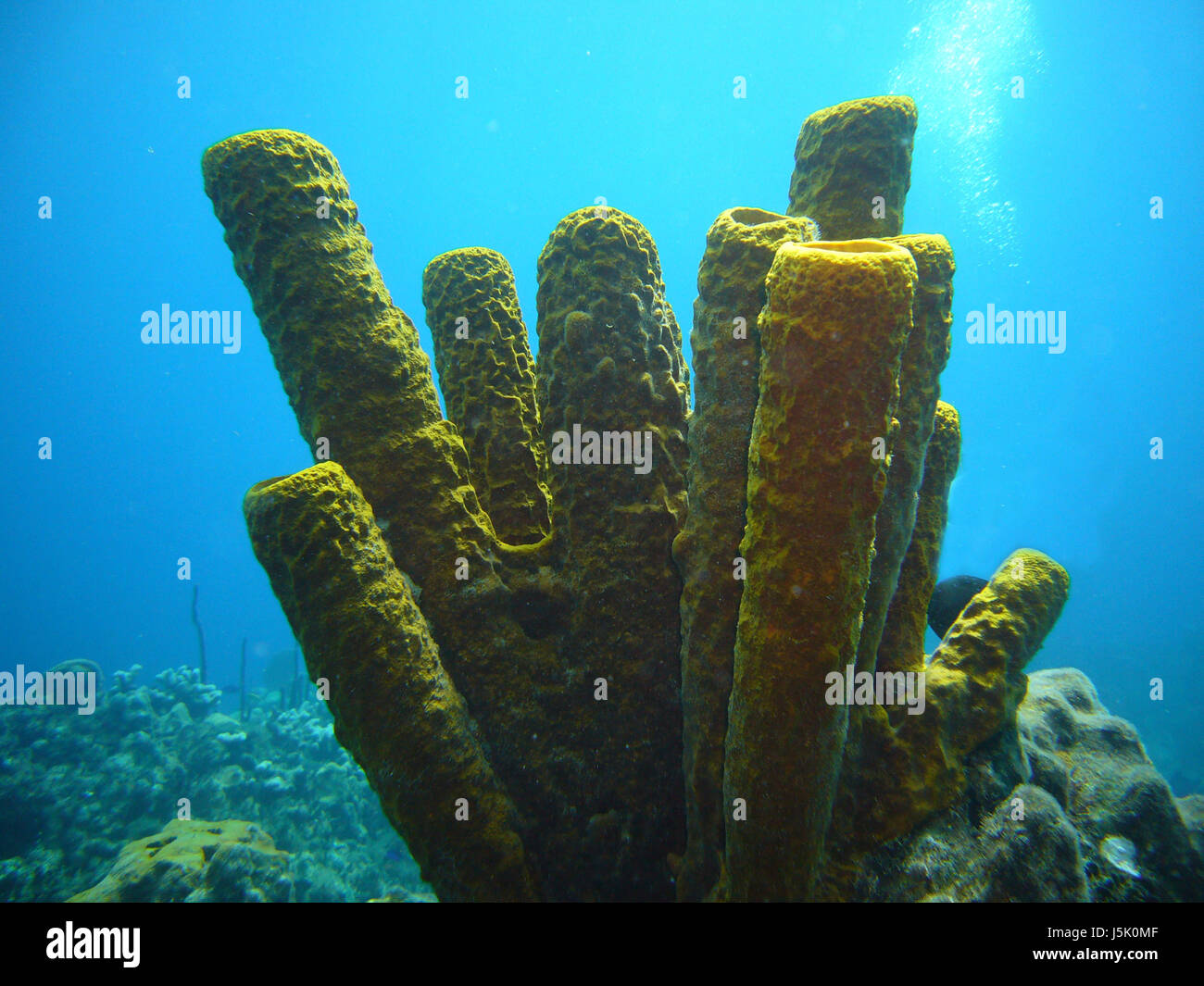 underwater salt water water dive reef sponge caribbean sea ocean corals ...