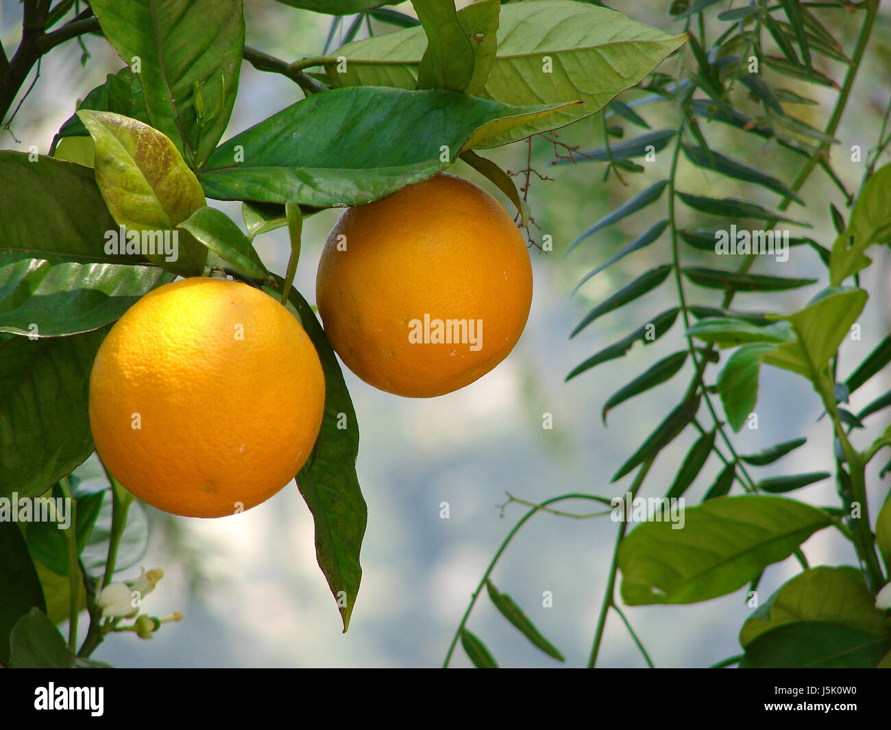 pick orange tree green leaves mallorca ripe fruit citrous fruit hang ...