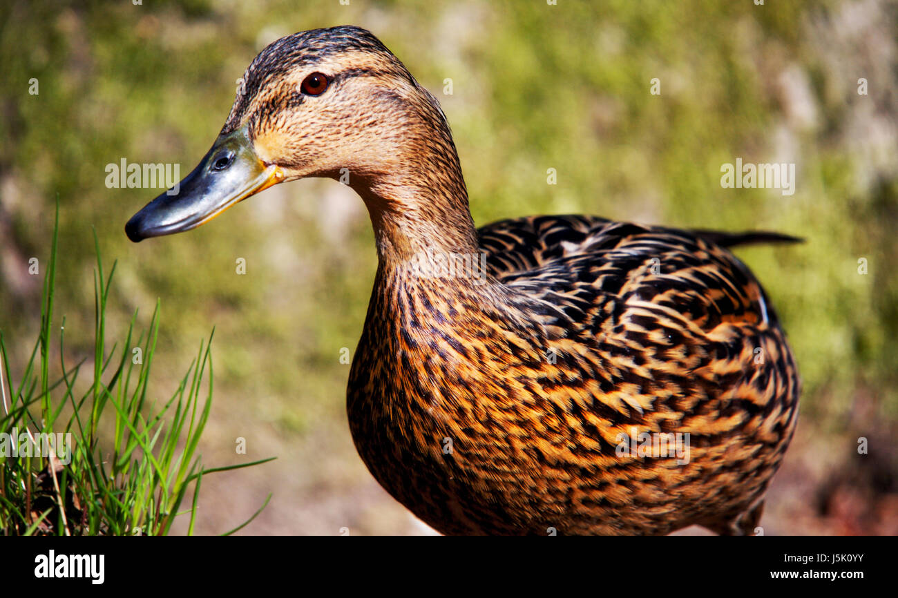female bird eye organ birds animal portrait feathers beak nostril ...