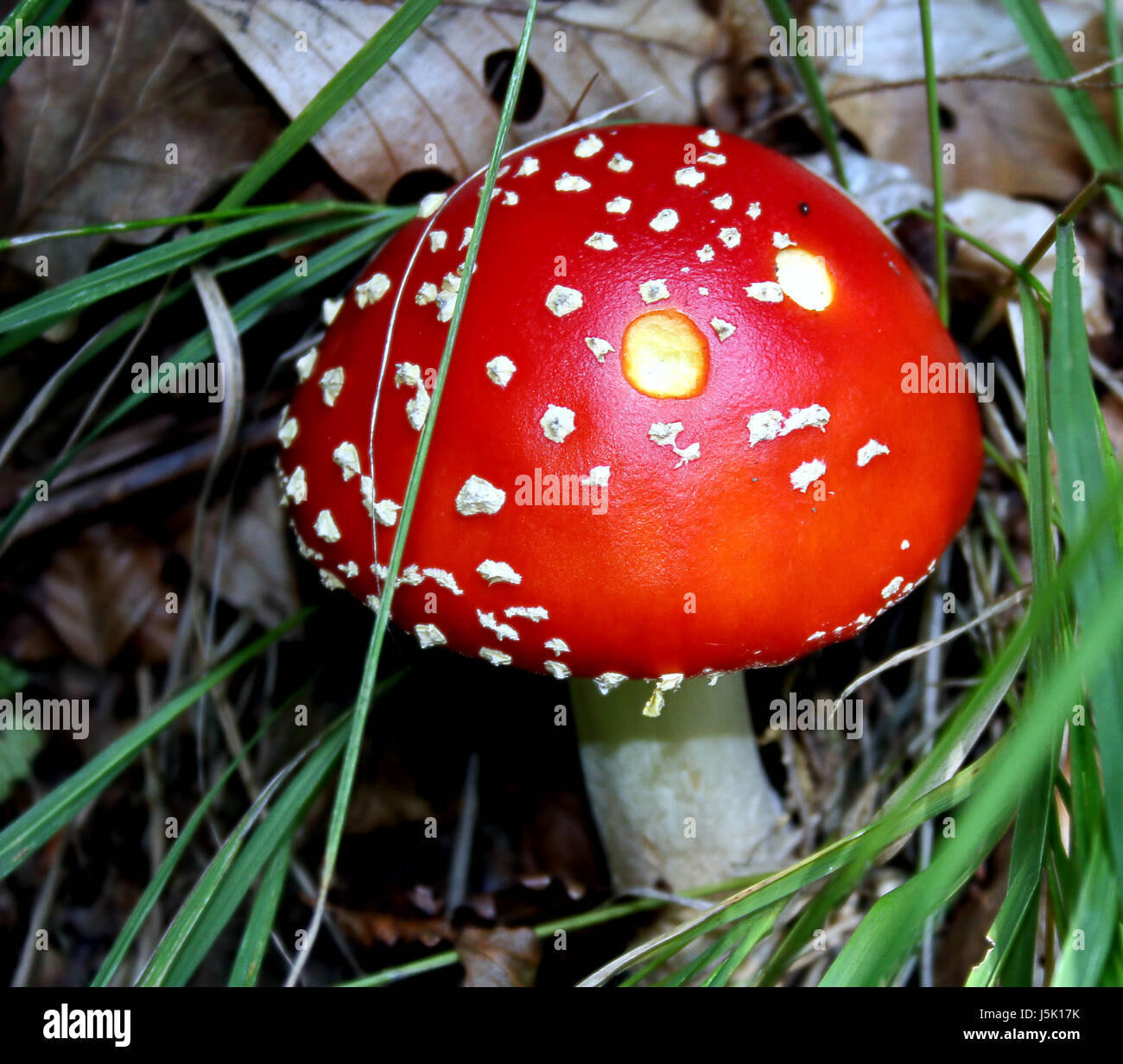 danger moss fly agaric umbrella mushroom fungus lid toadstool agaric ...