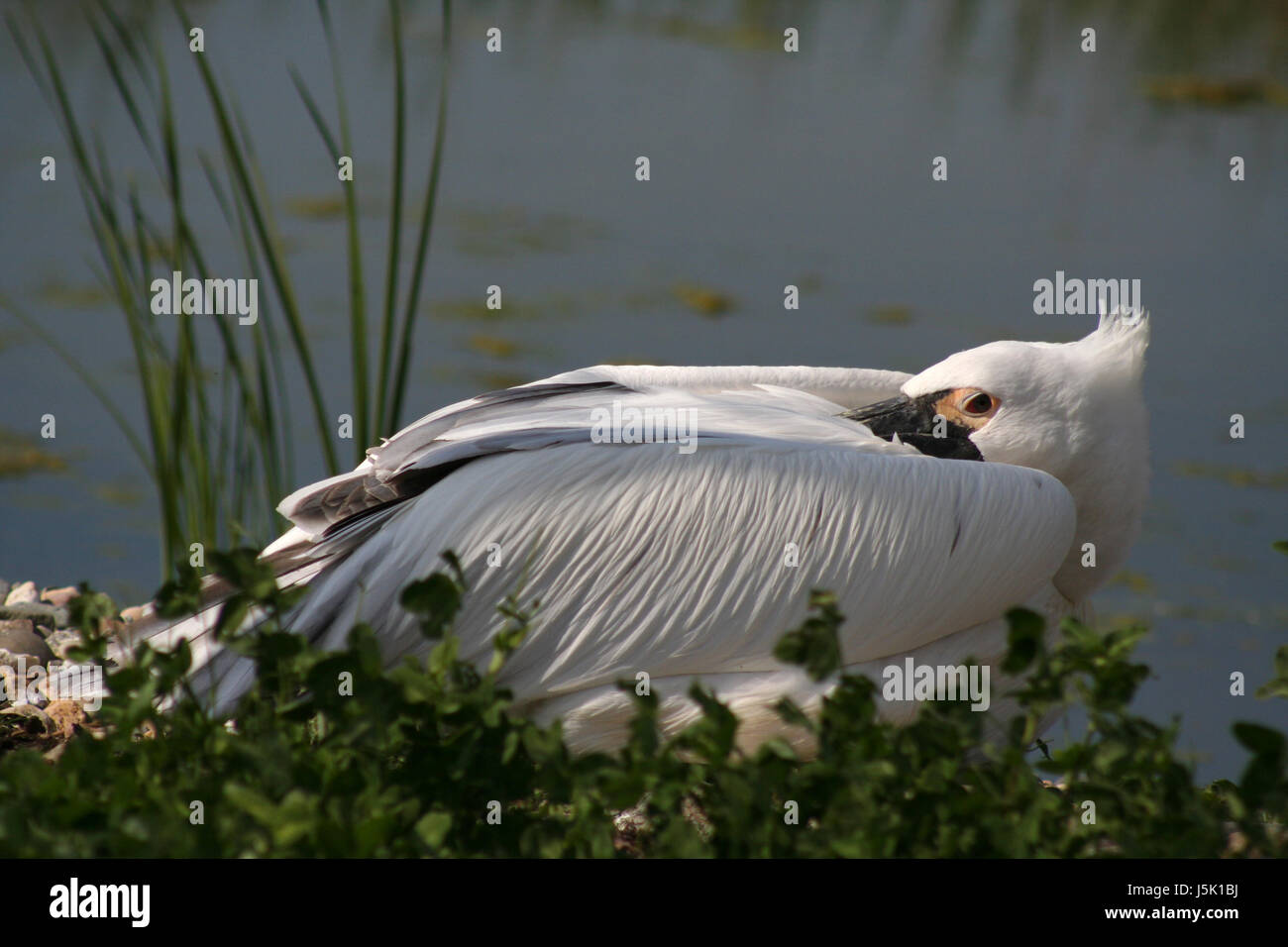 beautiful beauteously nice waters bird green africa birds reed lie ...