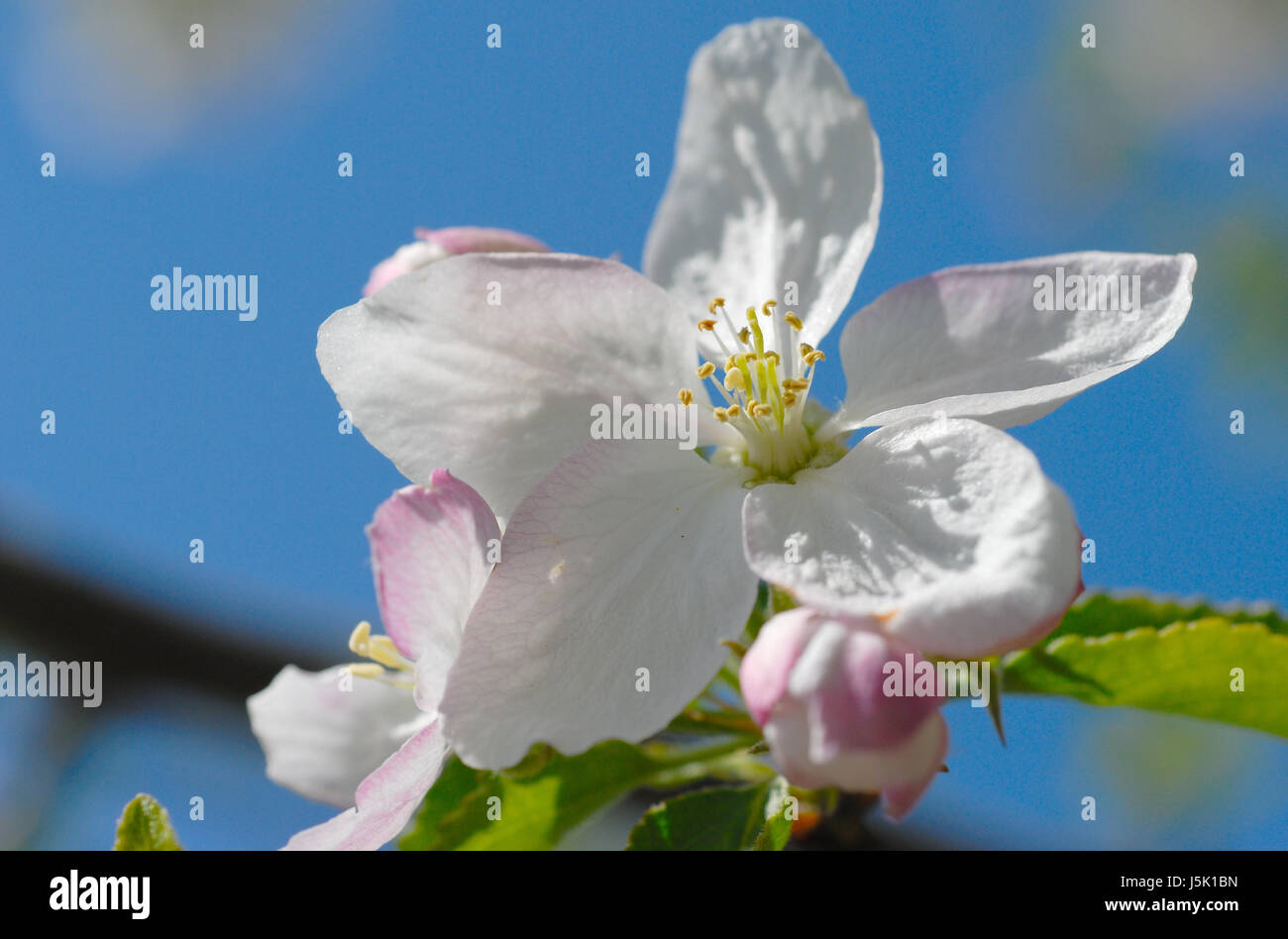 blue tree bloom blossom flourish flourishing spring branch fruit apple ...