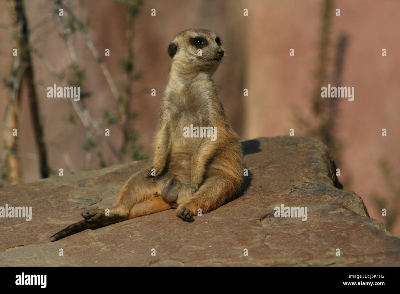 Luxus Lustig Erdmnnchen Sprche Bilder
