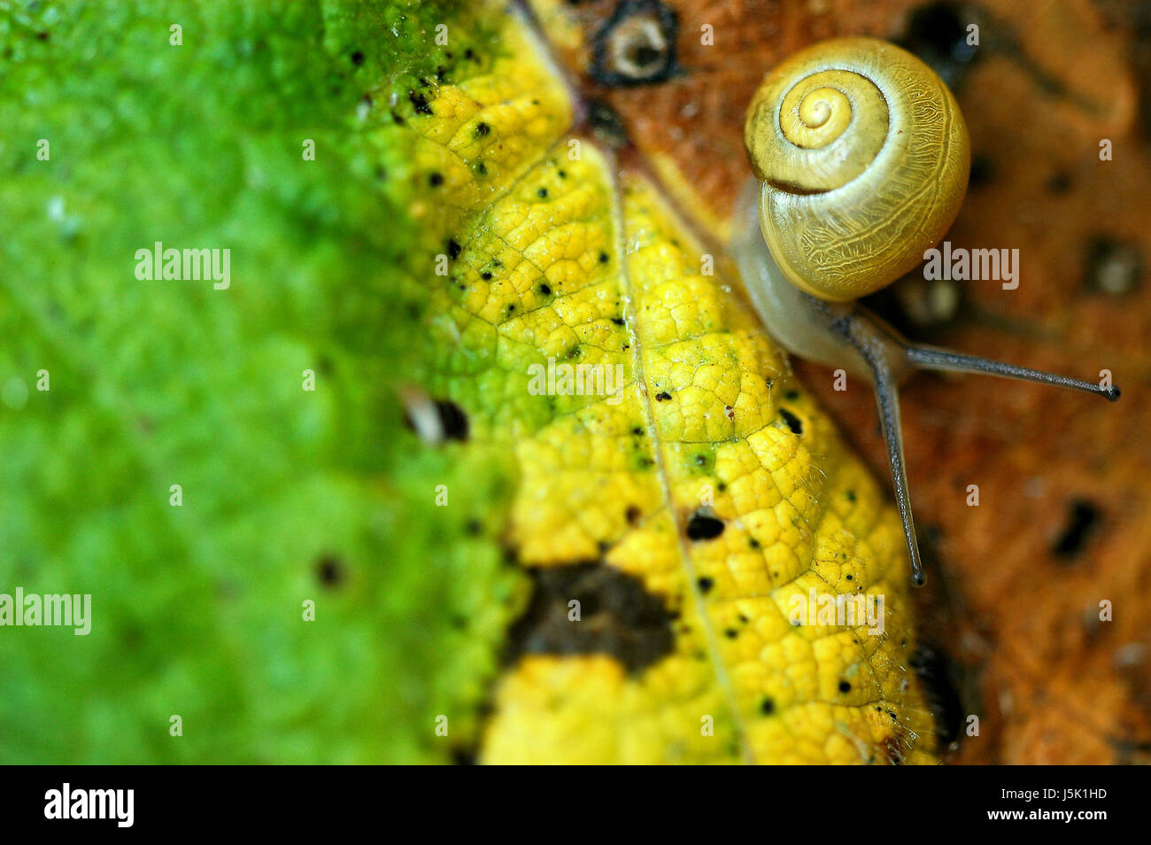 house building green brown brownish brunette locomotion spring snail ...