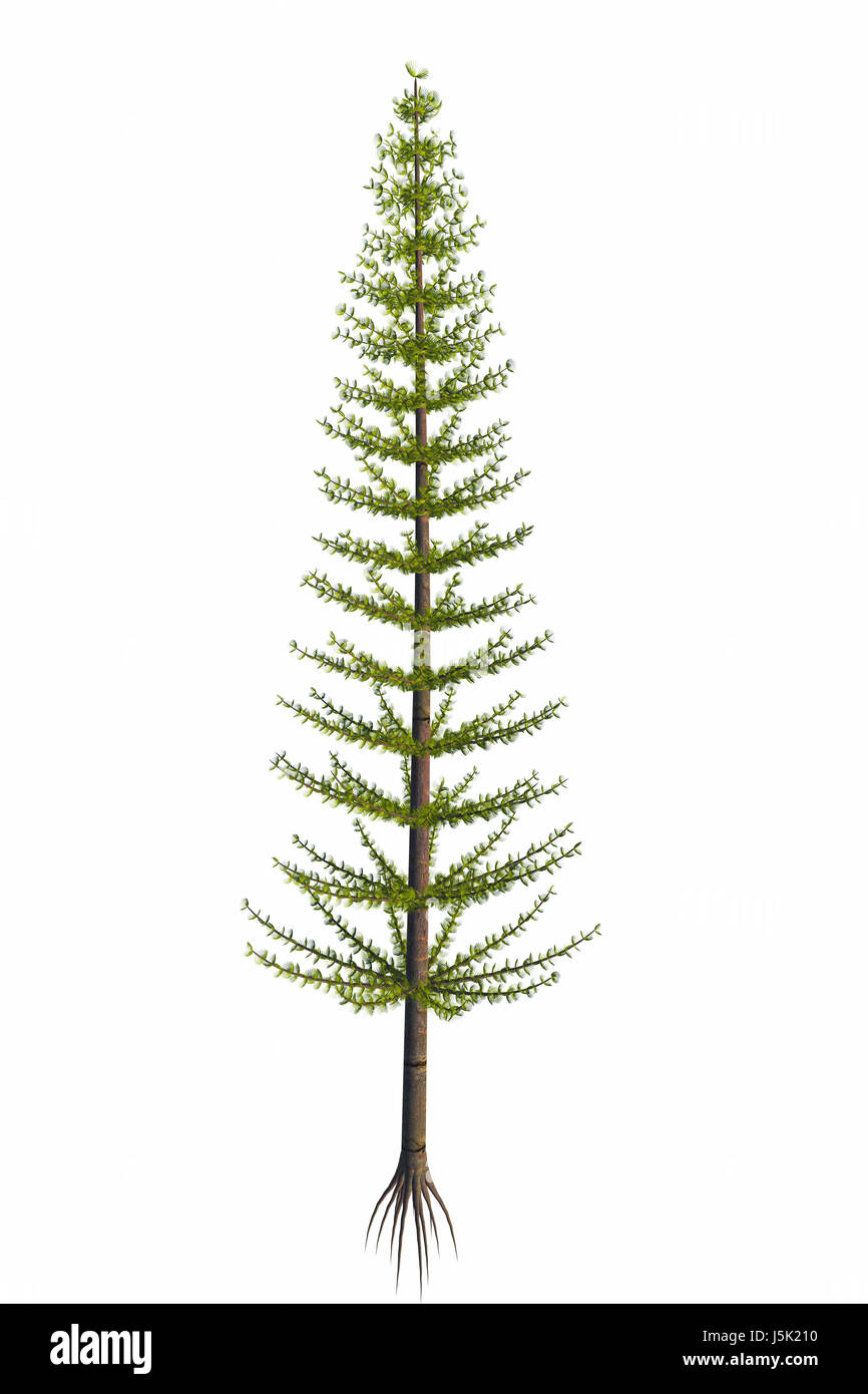 Calamitea equisetites tree hi-res stock photography and images - Alamy