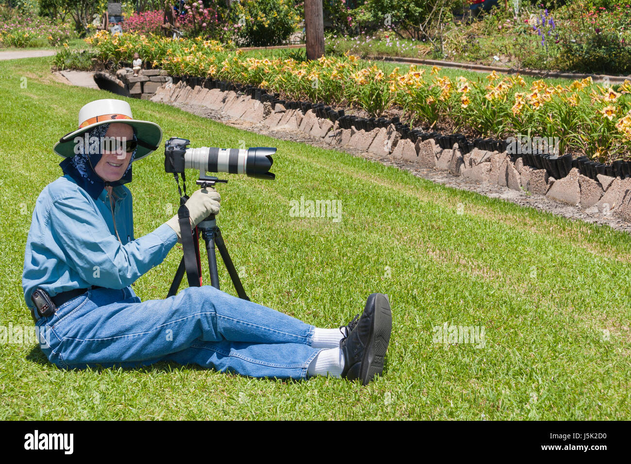Photographer sitting on ground to take photos of Daylily garden Stock ...