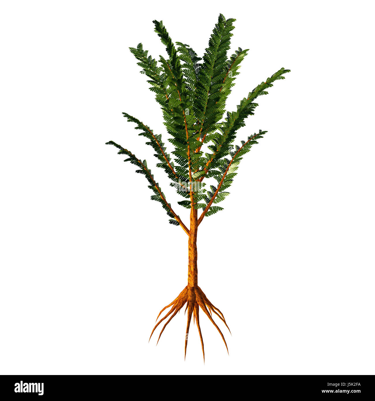 Triassic flora Cut Out Stock Images & Pictures - Alamy