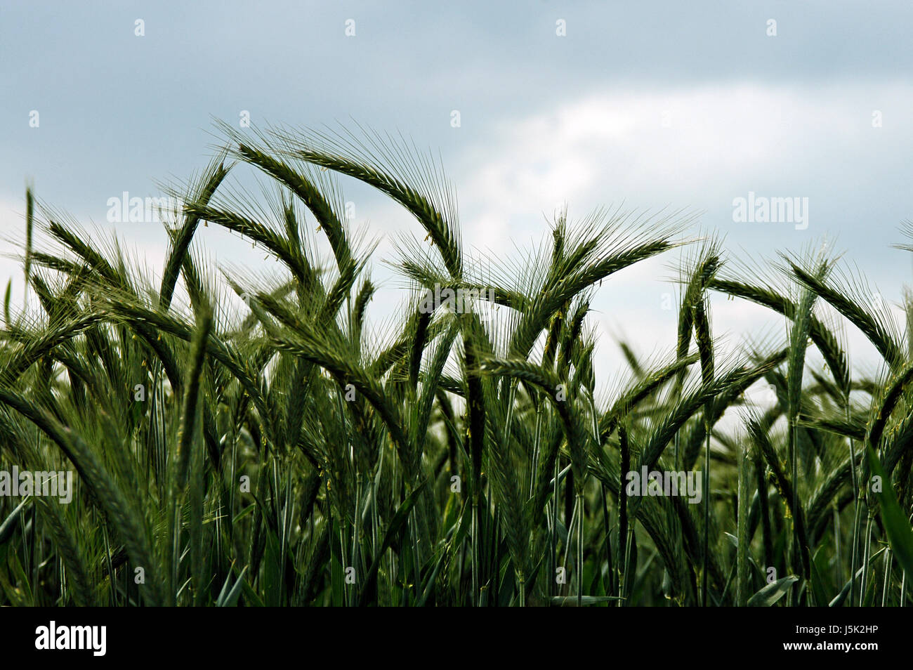 agriculture farming field summer summerly azure wheat corn field ears ...