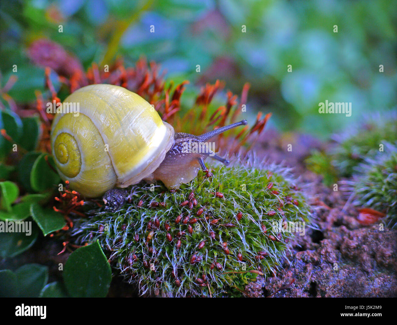 mollusc snail snail shell moss antenna lime lemon yellow yellow ...