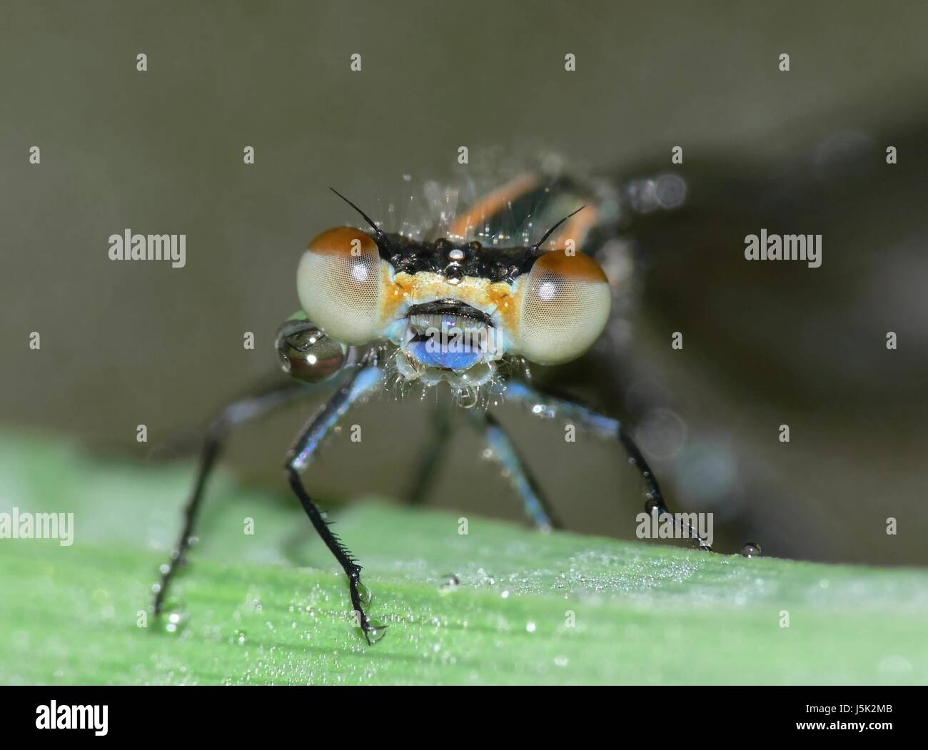 portrait eyes dragonfly dewdrop frontally hand water drop drip drops ...
