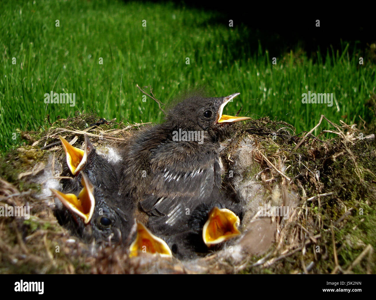 bird hunger birds feathers nest cub baby singing-bird insectivore ...