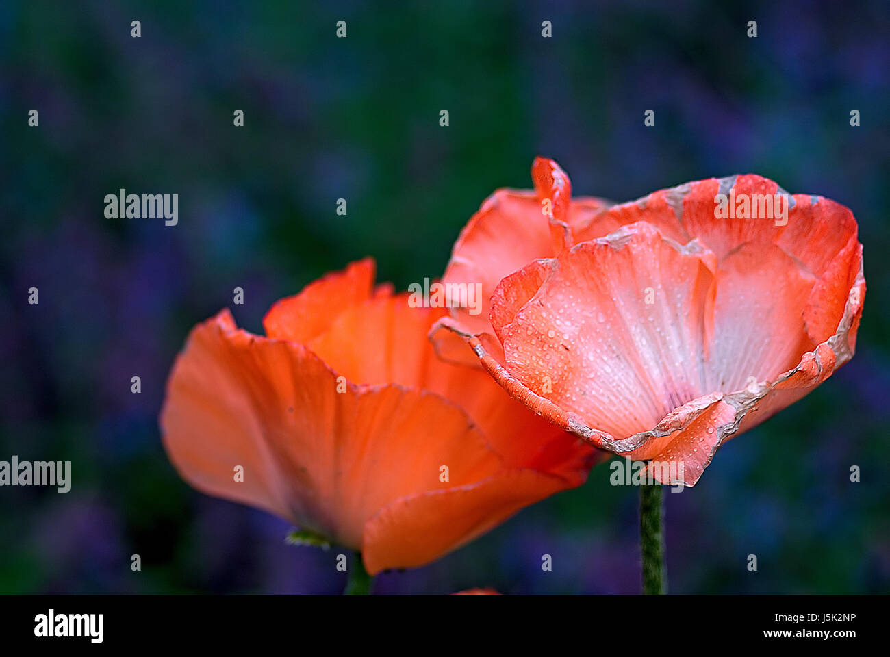 flower plant poppy material drug anaesthetic addictive drug trkenmohn ...