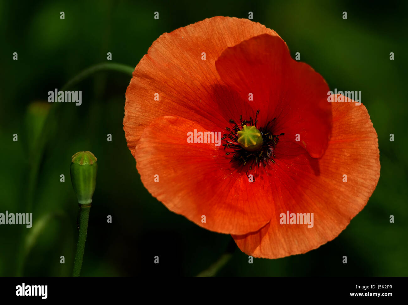 Zweijhrige krautige pflanze hi-res stock photography and images - Alamy