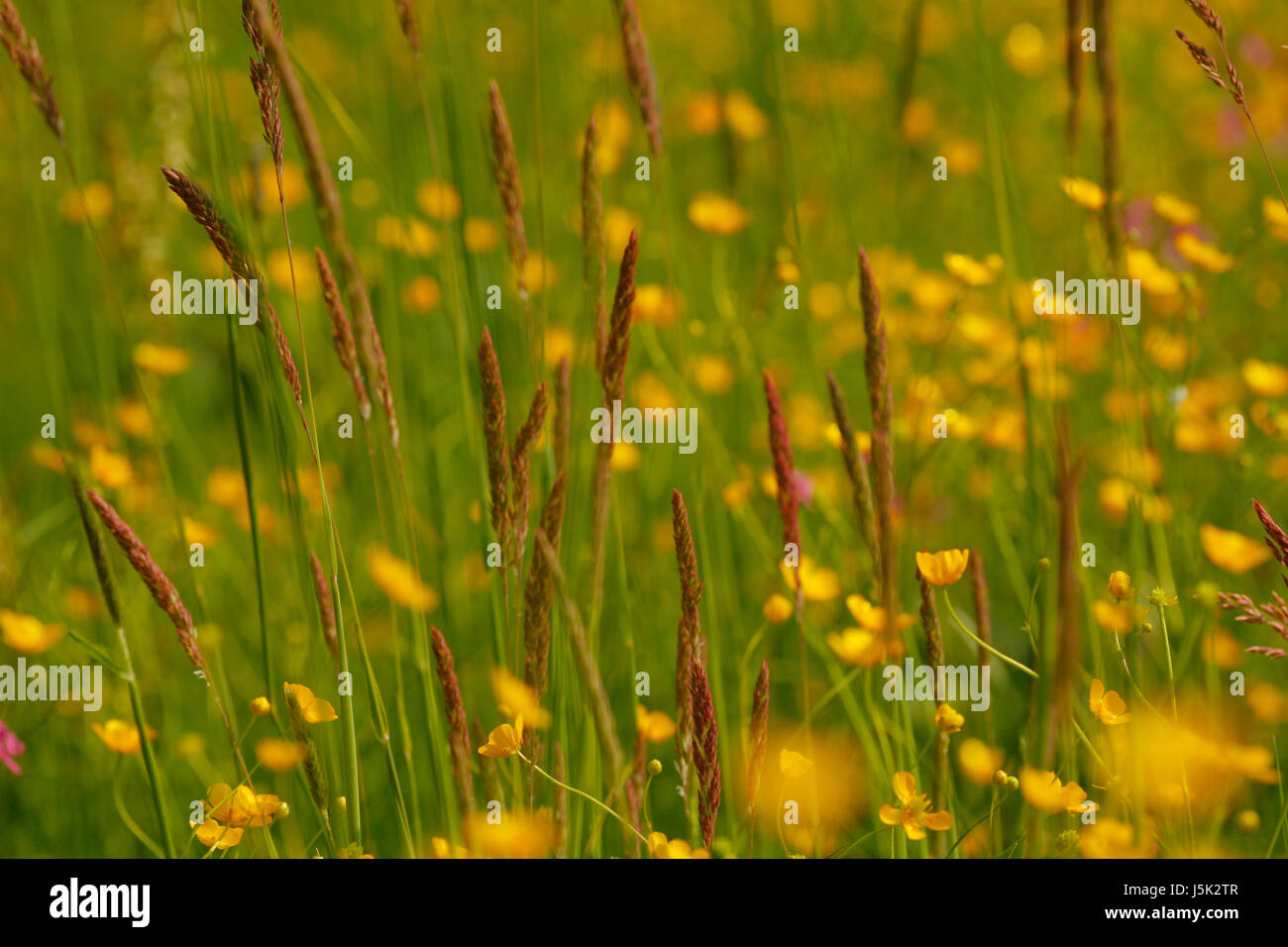 green bloom blossom flourish flourishing flower flowers plant summer ...